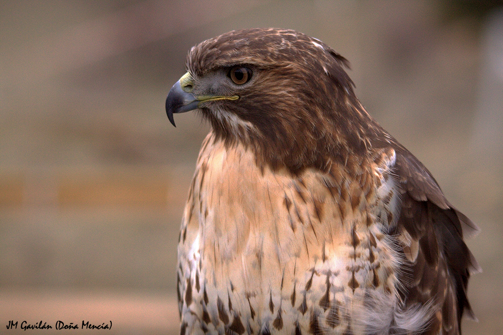 Fotografía de Naturaleza - JM Gavilán: Ratonero (Buteo buteo)