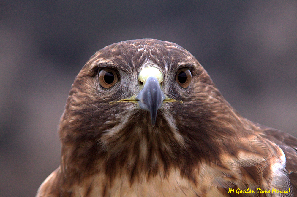 Fotografía de Naturaleza - JM Gavilán: Ratonero (Buteo buteo)