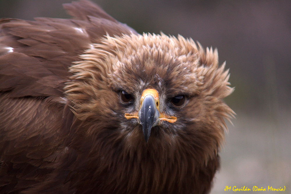 Fotografía de Naturaleza - JM Gavilán: Águila real (Aquila chrysaetos)