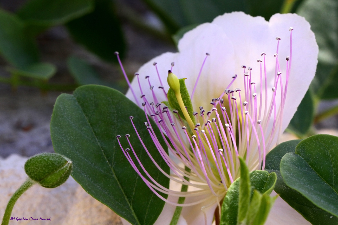 Flora de la Sierra Subbética - JM Gavilán -: Capparis spinosa (Alcaparra)