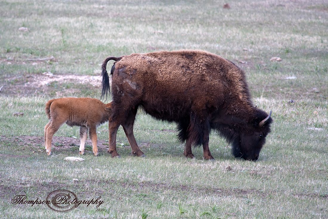 Thompson Photography Photo Blog: Baby Buffalo in Custer State Park