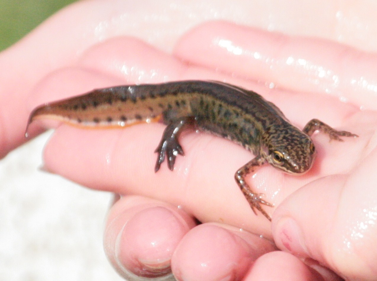 The Bagsy Blog: As Pristine As A Newt