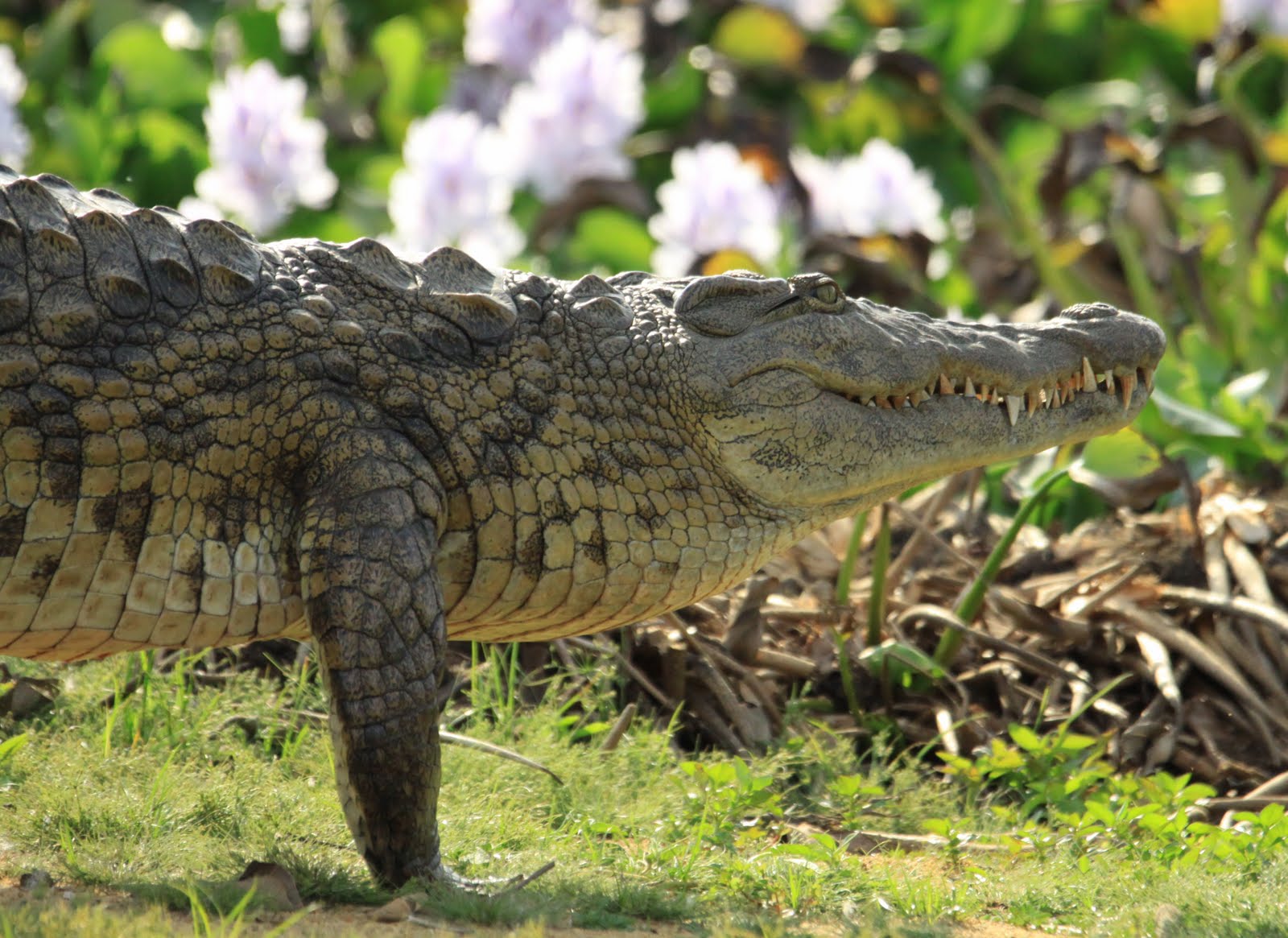 The Bagsy Blog: Captain William Allen 1770 -1843