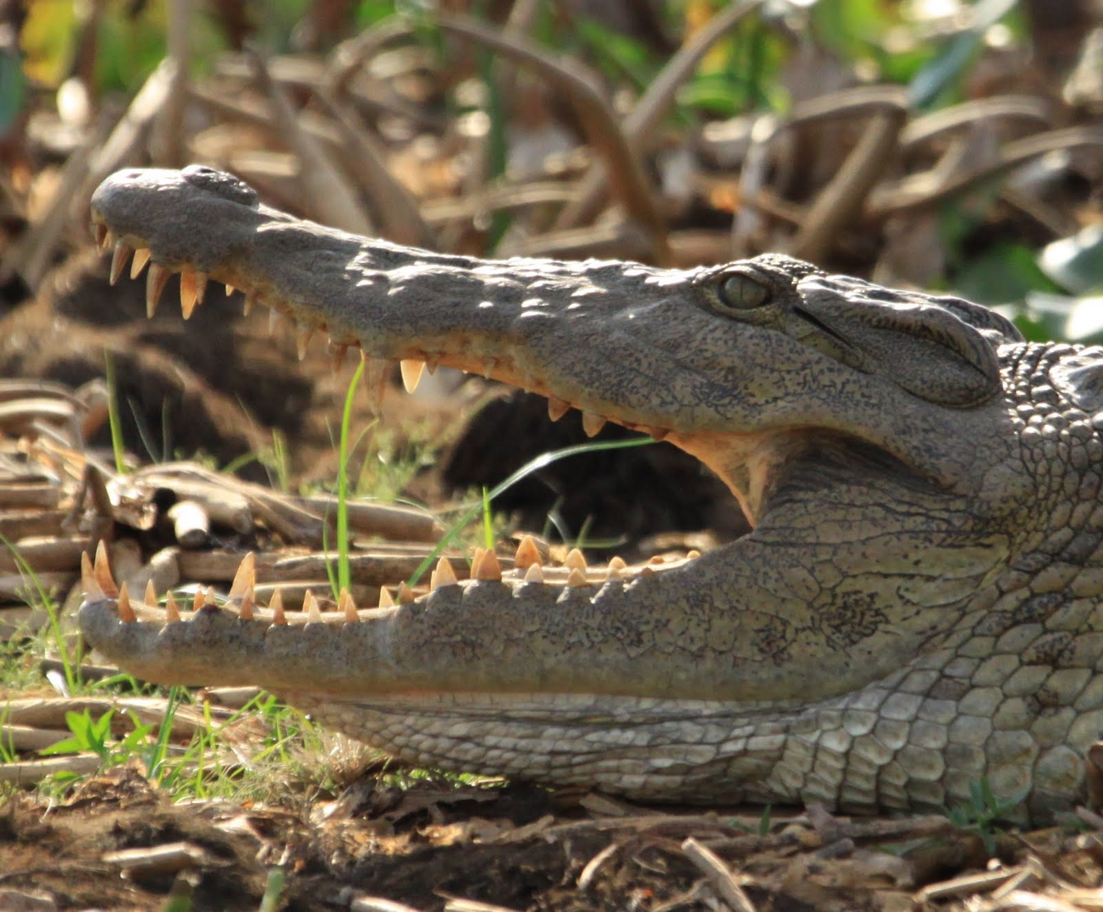 The Bagsy Blog: 11/07/10