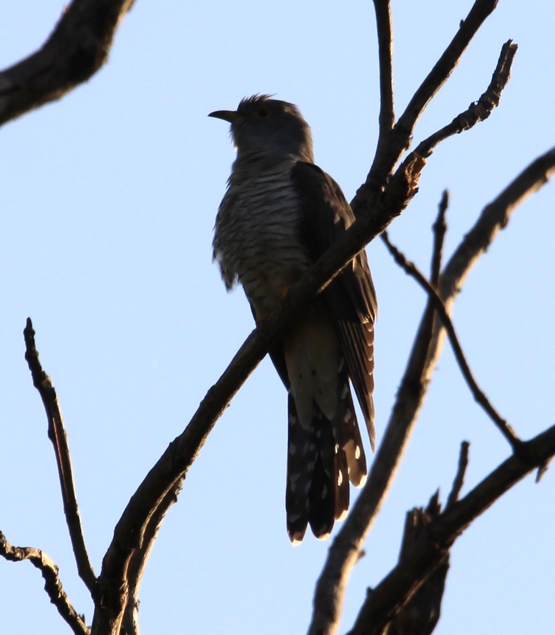 The Bagsy Blog: Captain William Allen 1770 -1843