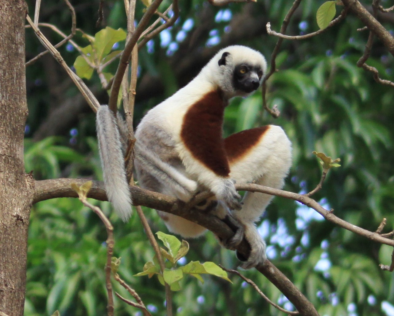 sifaka - JungleKey.fr Image #50