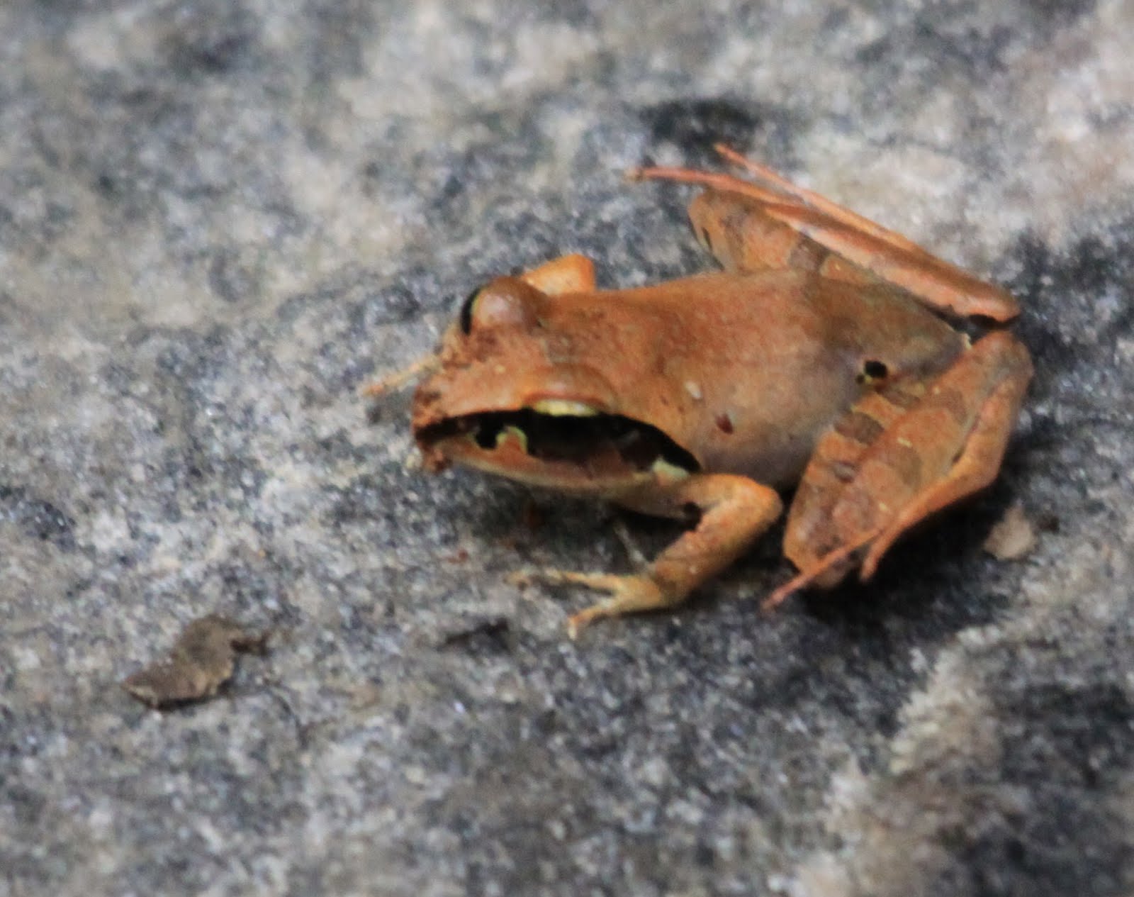 The Bagsy Blog: Kama Chameleon - Culture Club