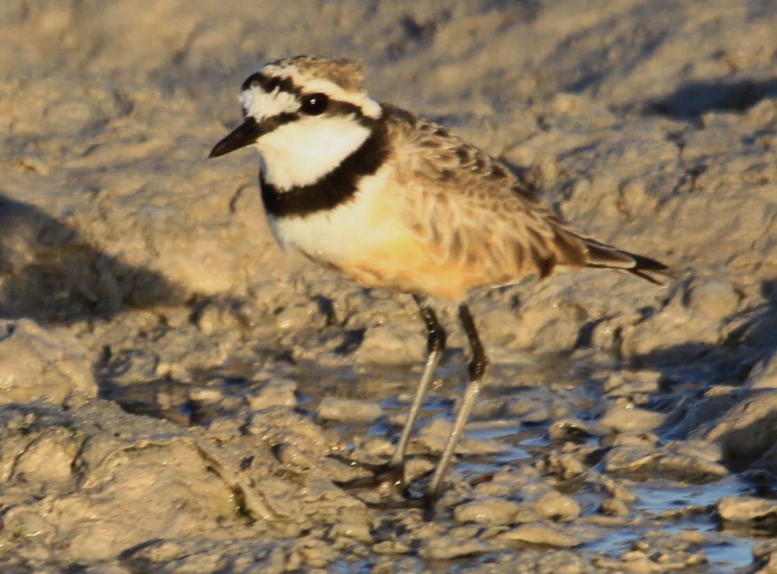 The Bagsy Blog: 12/01/10