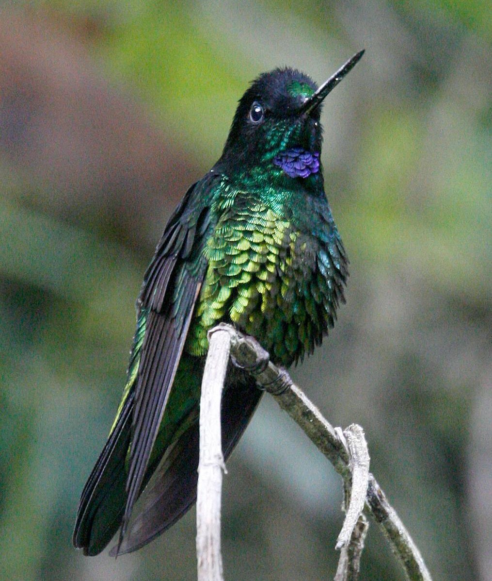 The Bagsy Blog: Living In The Past - Jethro Tull (Part I)