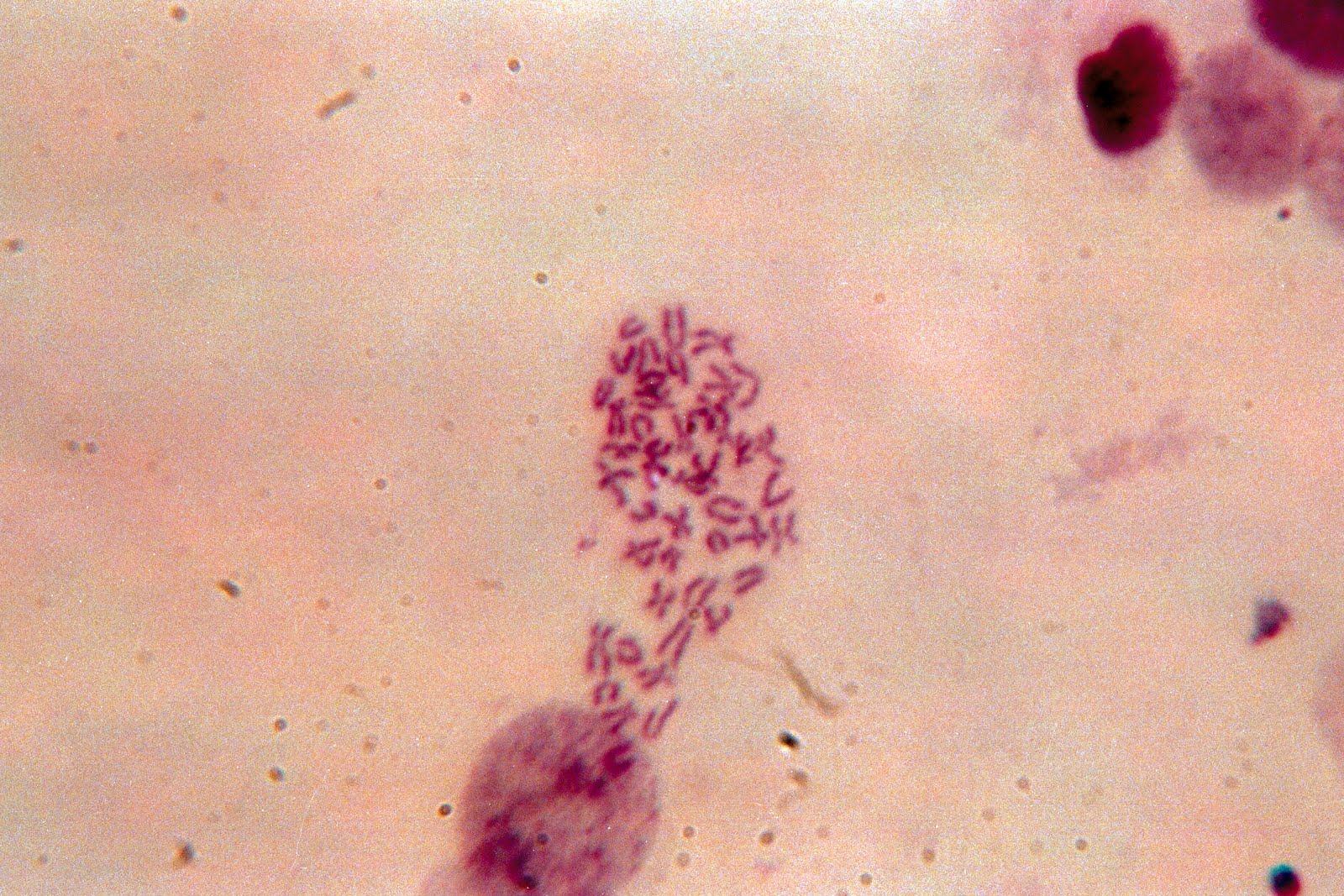 AMAZING WORLD OF BIOLOGY - S.Madaswamy: Histopathology & Cytogenetics ...