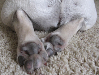 Two French Bulldogs: Funny Feets