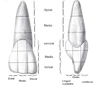 .: ANATOMÍA DENTAL