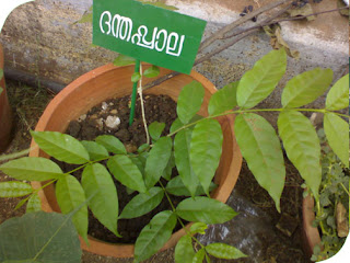 Medicinal Plants Kerala: Danthapala/wrightia tinctoria