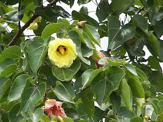Medicinal Plants Kerala: January 2010