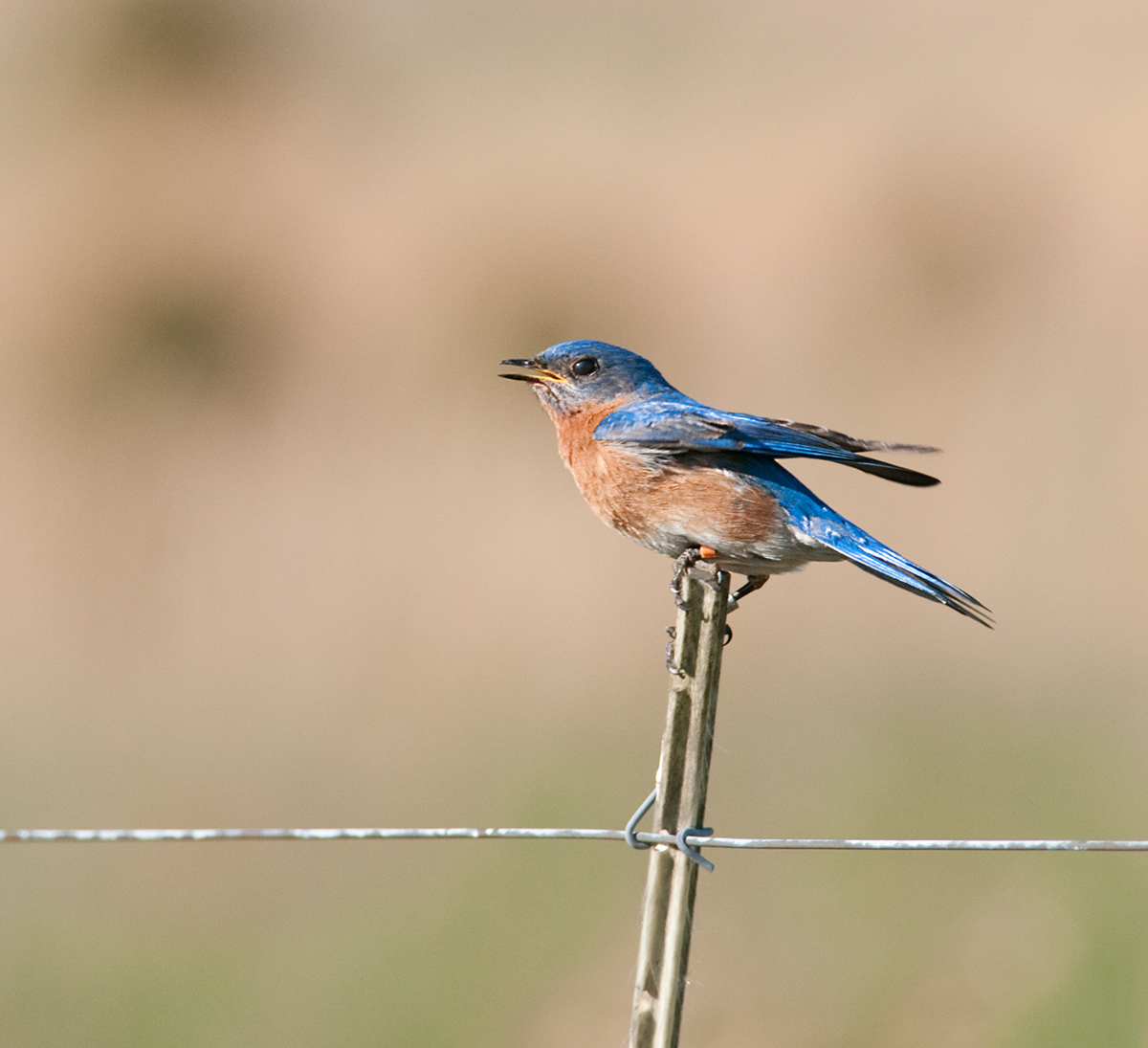 Welcome to. . .: Ducklings and more