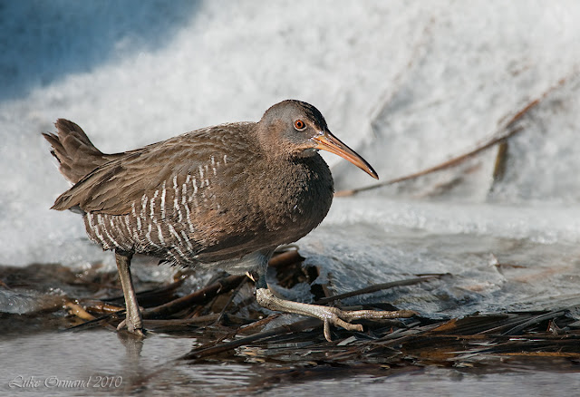 Welcome to. . .: Clapper Rail