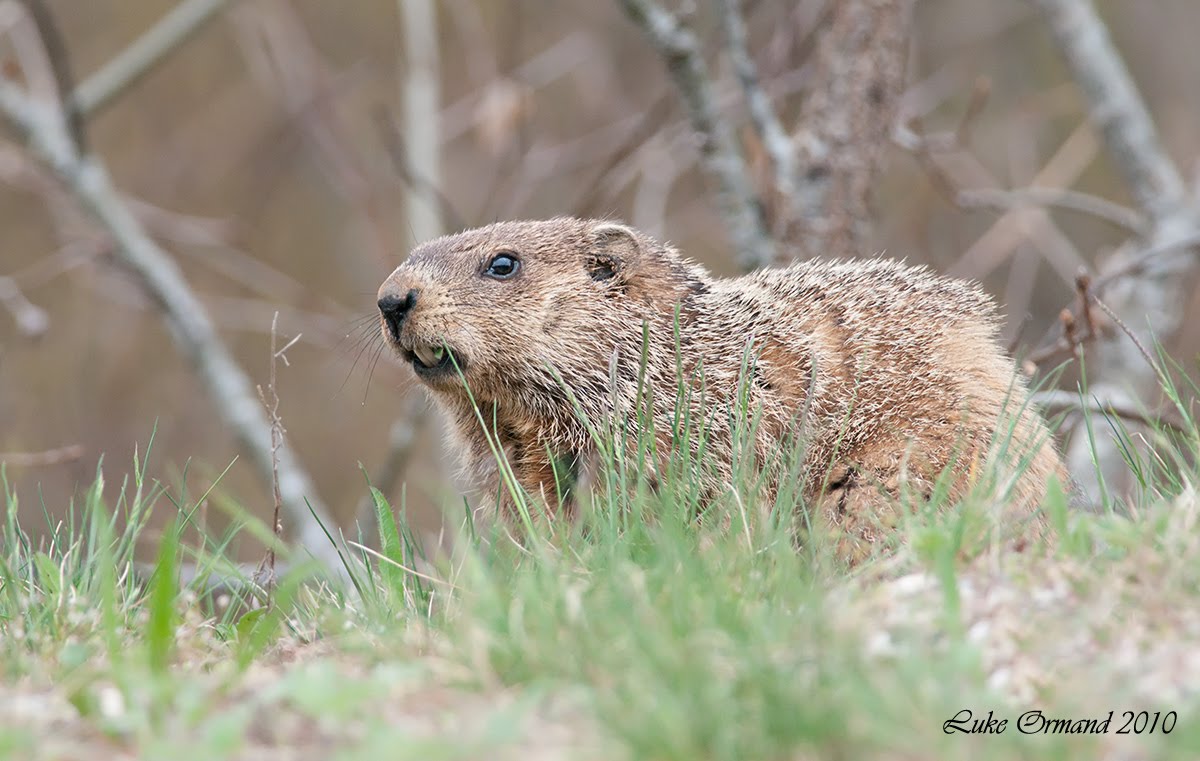 Wild Long Island Photography Blog: Muskrat Love Canal