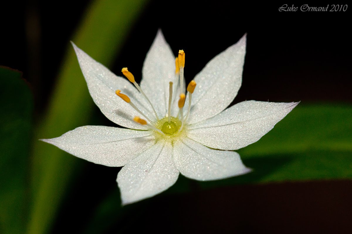 Wild Long Island Photography Blog: 2010-05-16