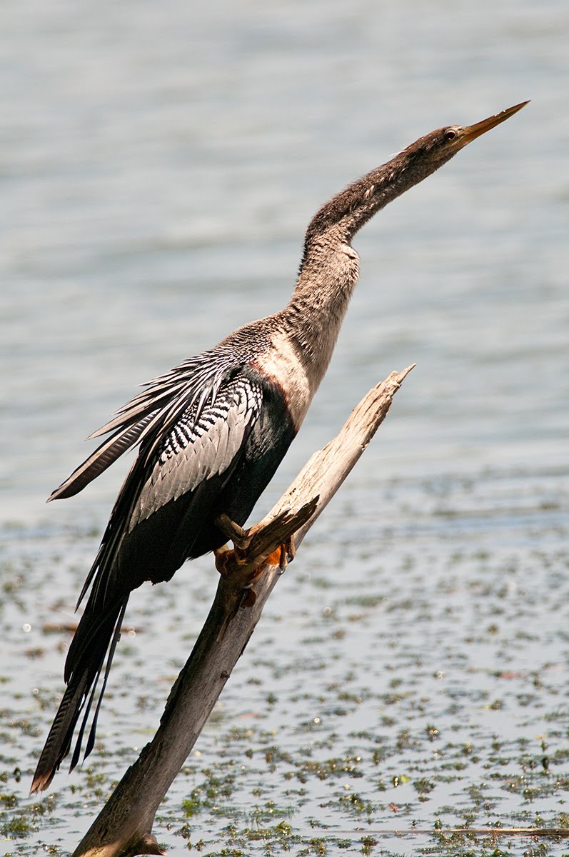 Welcome to. . .: Florida Birds!