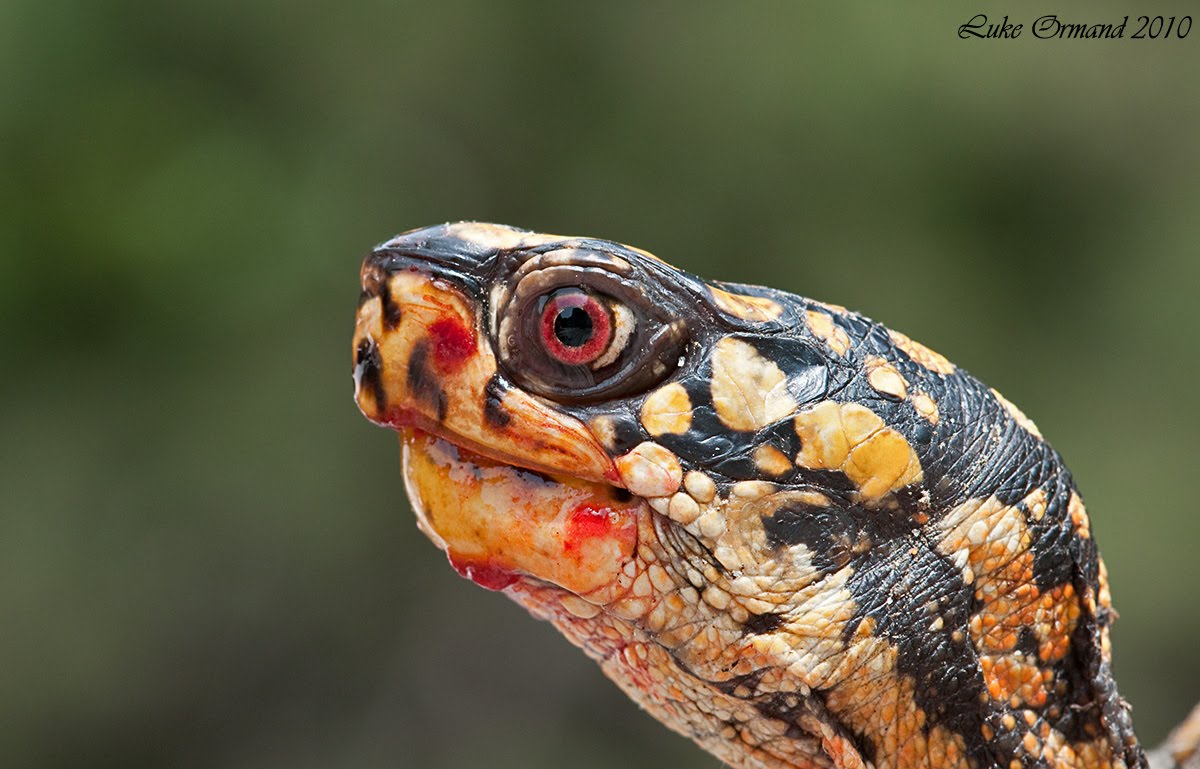 Wild Long Island Photography Blog: The Turtle and the Strawberry