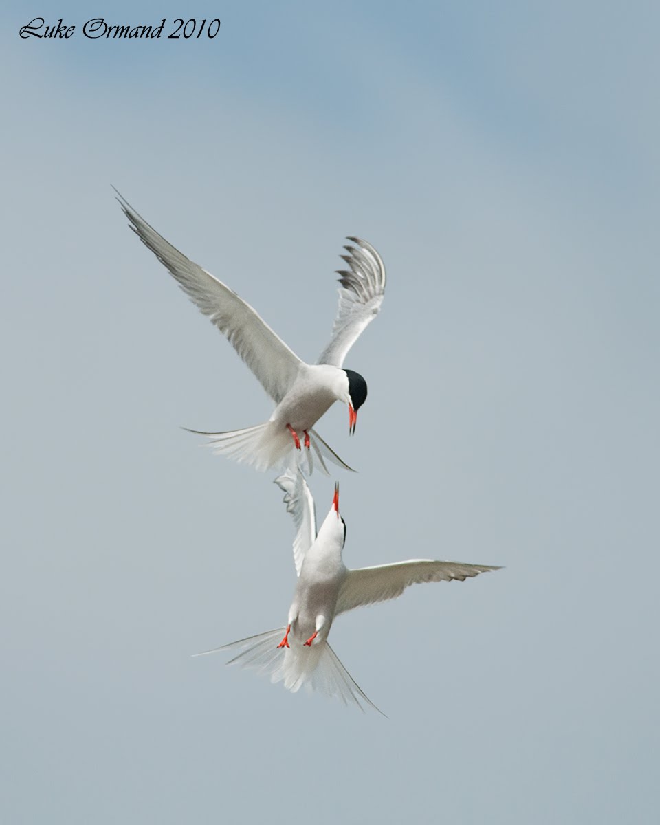 Welcome to. . .: Tern Island!