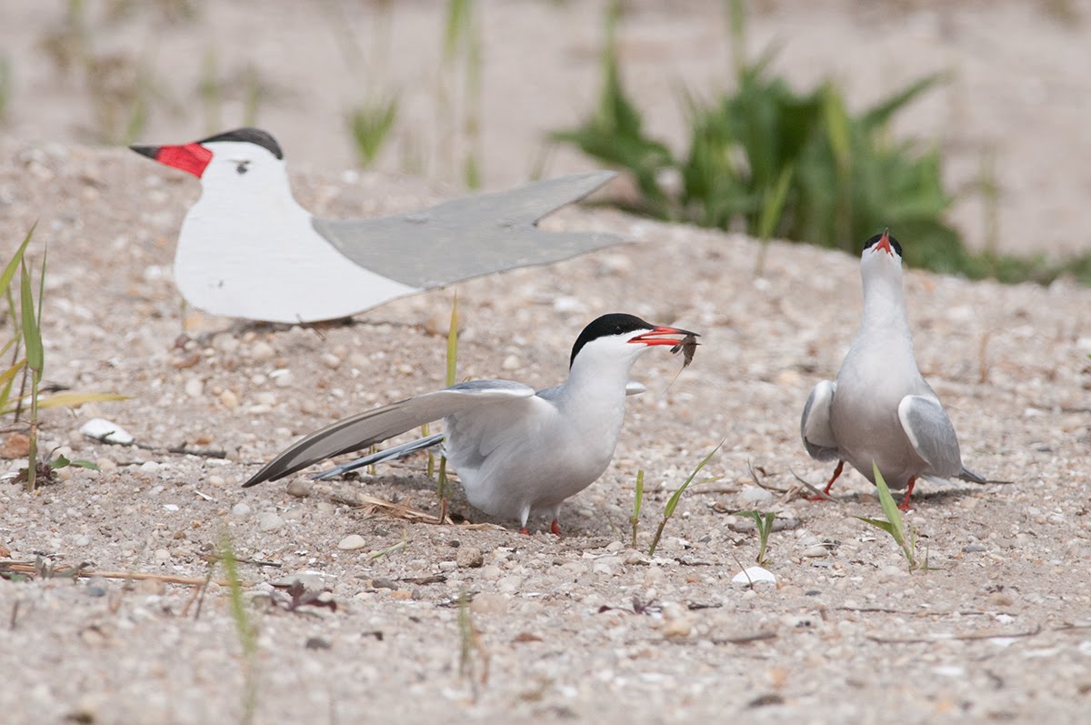 Welcome to. . .: Tern Island!