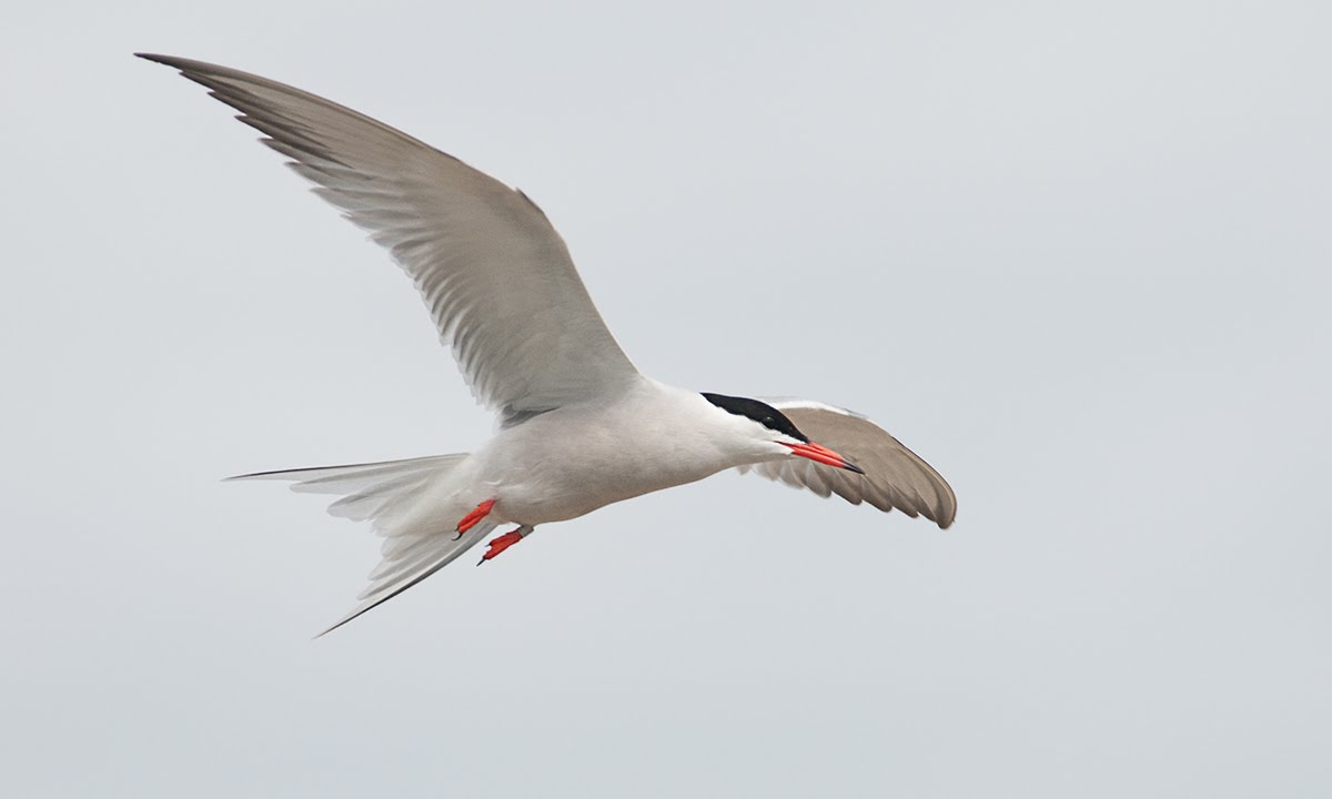 Welcome to. . .: Tern Island!