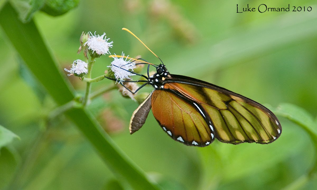 Wild Long Island Photography Blog: El Salvador