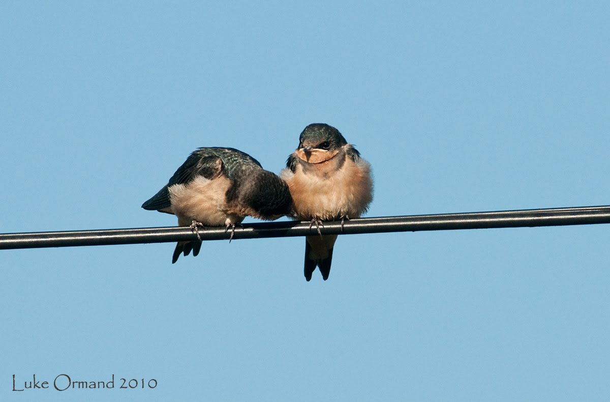 Welcome to. . .: Purple Martins, Waxwings and More