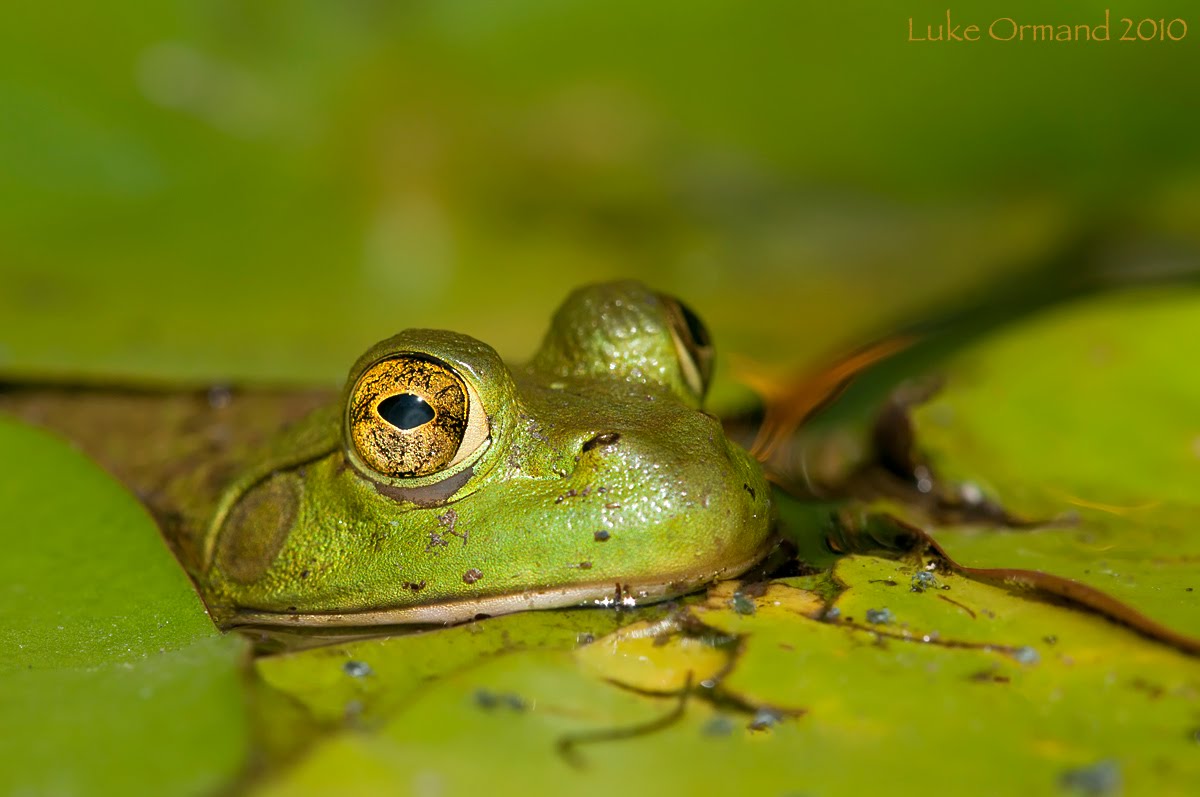 Wild Long Island Photography Blog: 2010-08-08
