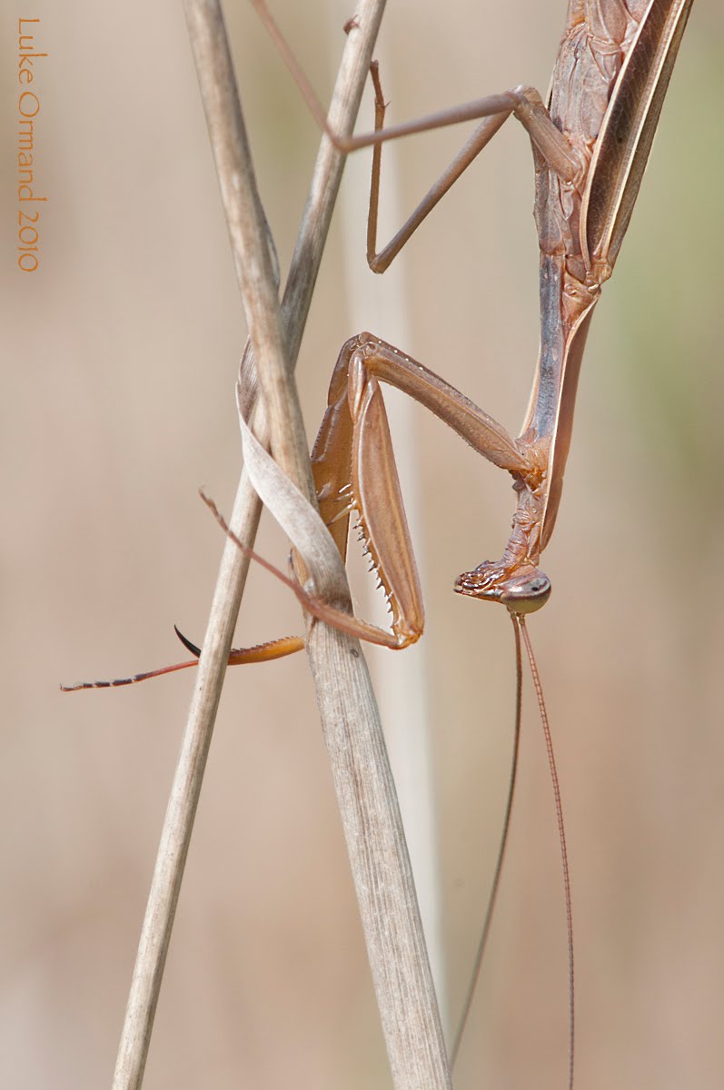 Wild Long Island Photography Blog: Praying Mantis and other critters