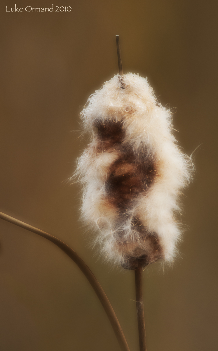 Wild Long Island Photography Blog: Flower Effects