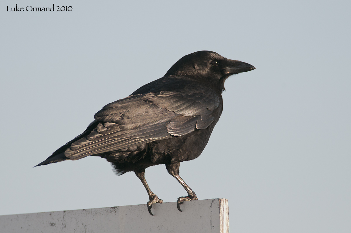 Welcome to. . .: American Goldfinches