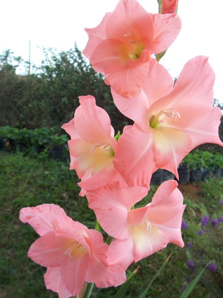 Party Flowers: bunga gladiol