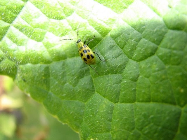 Green Ladybug