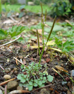Summer Garden: Little Bittercress aka Shotweed