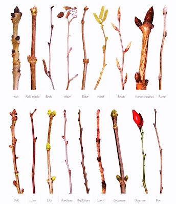 Fada Moranga: April 2008