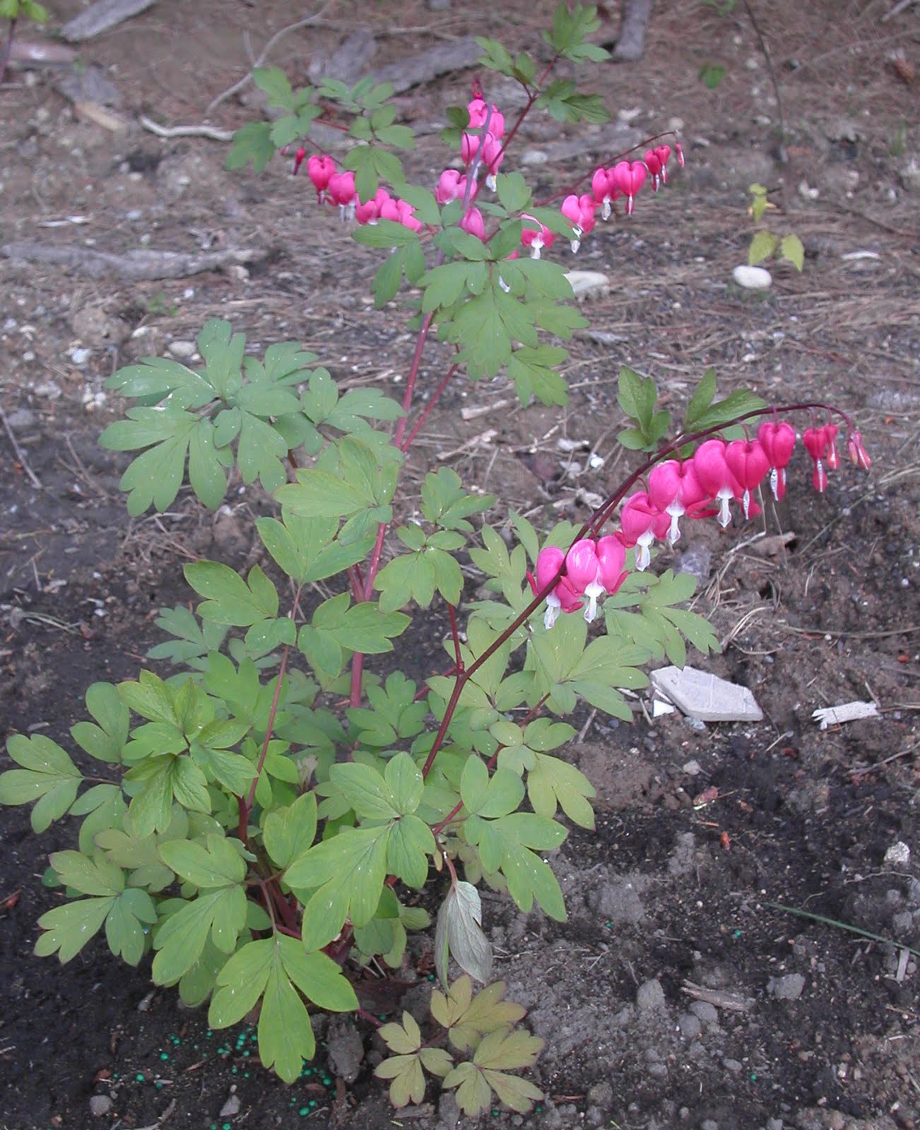 Still Coloring Out Of The Lines: Bleeding Hearts