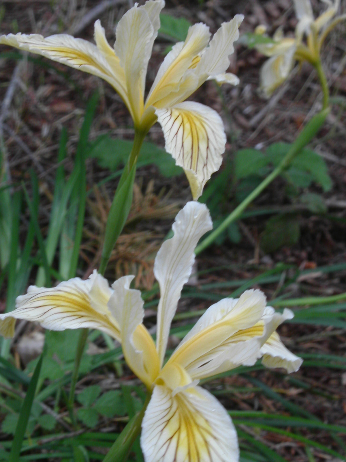 Still Coloring Out Of The Lines: Wild Irises