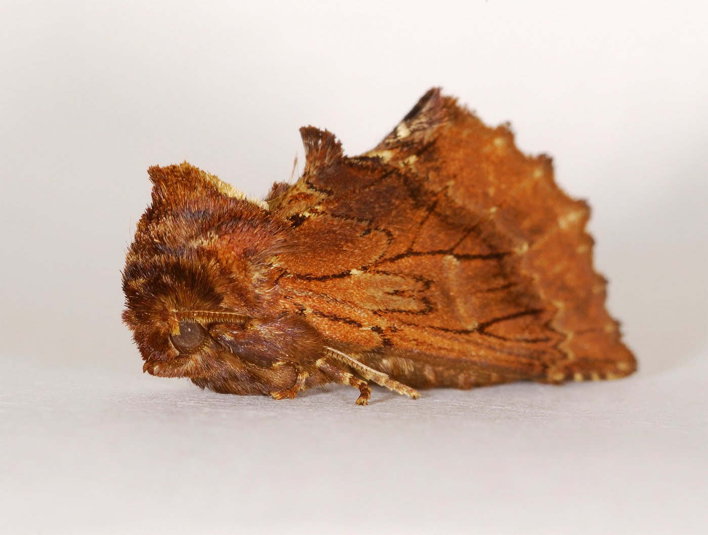 West Dunbartonshire Moth Blog: Coxcomb Prominent (Ptilodon capucina)