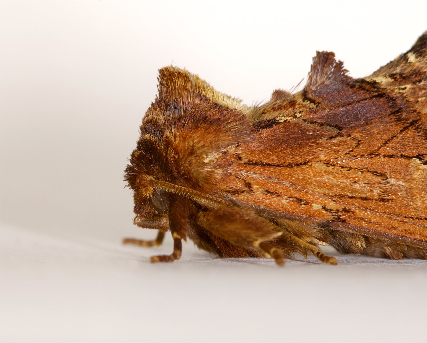 West Dunbartonshire Moth Blog: Coxcomb Prominent (Ptilodon capucina)