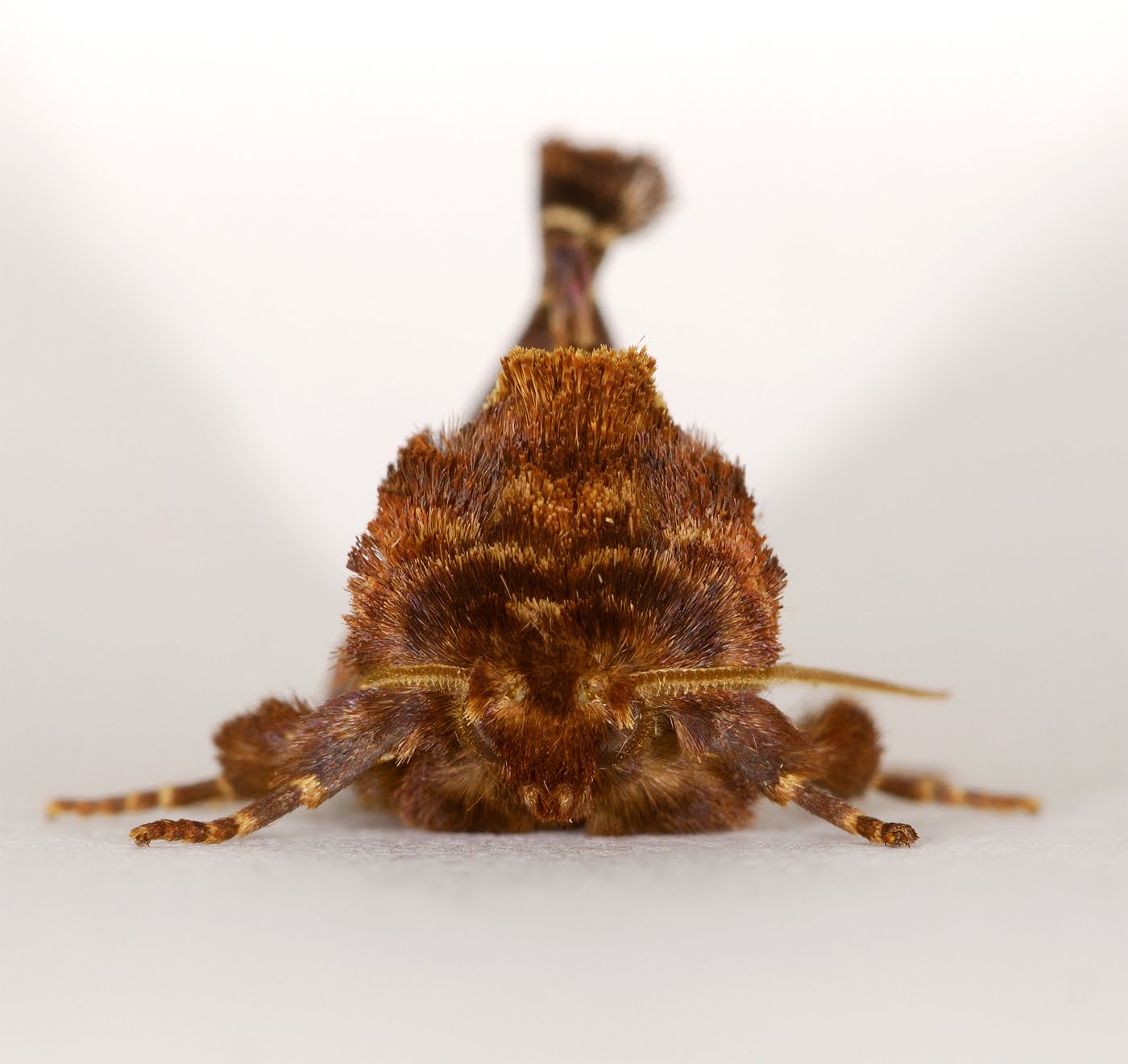 West Dunbartonshire Moth Blog: Coxcomb Prominent (Ptilodon capucina)