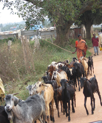 Where in the world are the Patnodes??: Goat Keeper