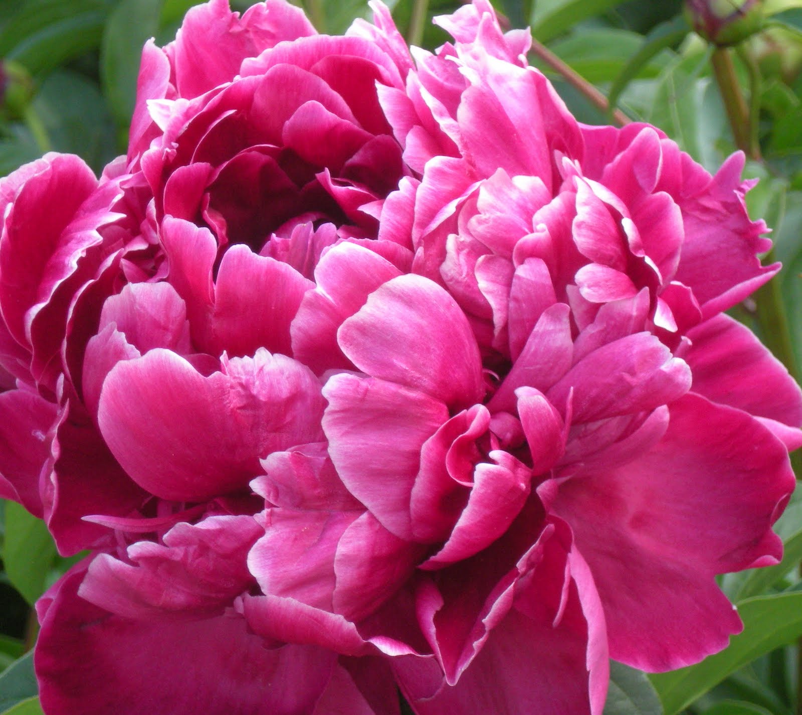 Lilac Gate: Double Peonies