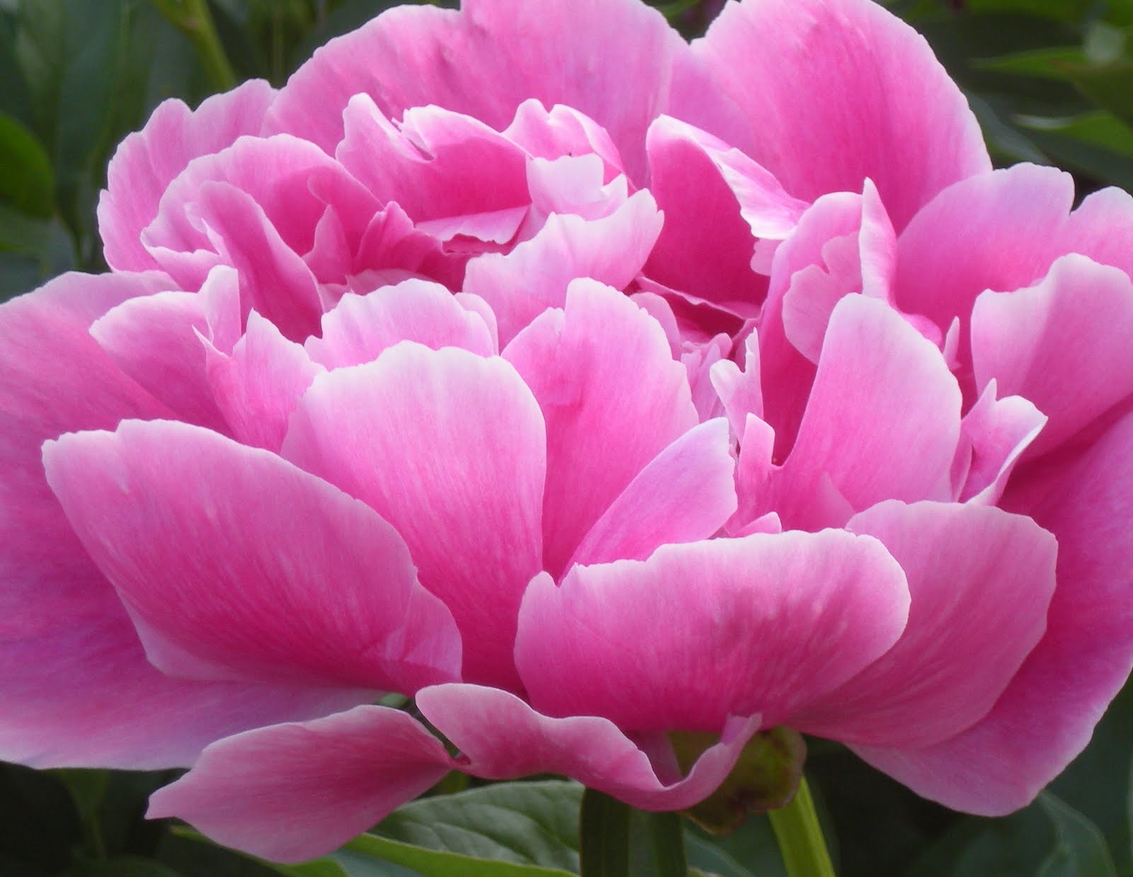 Lilac Gate: Semi-Double Peonies