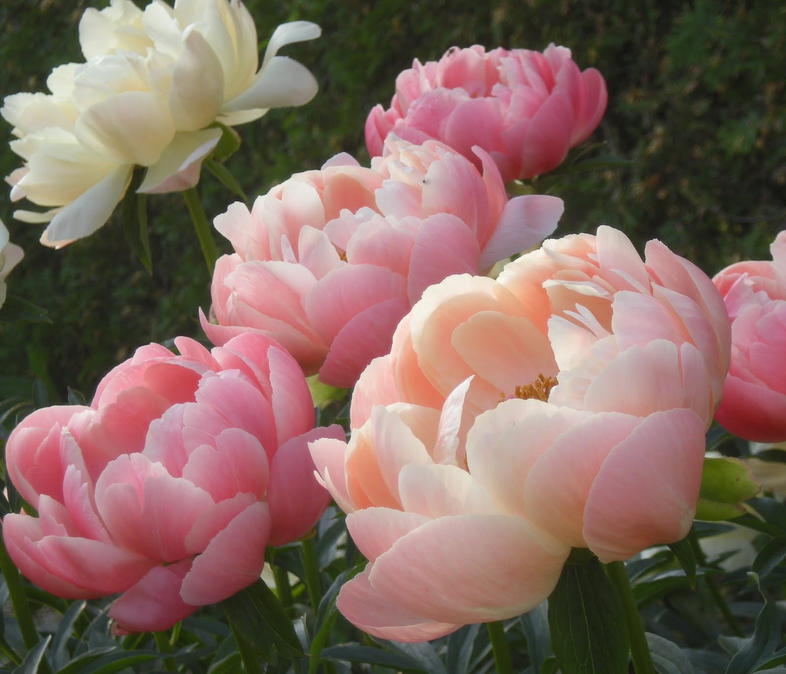 Lilac Gate: Semi-Double Peonies