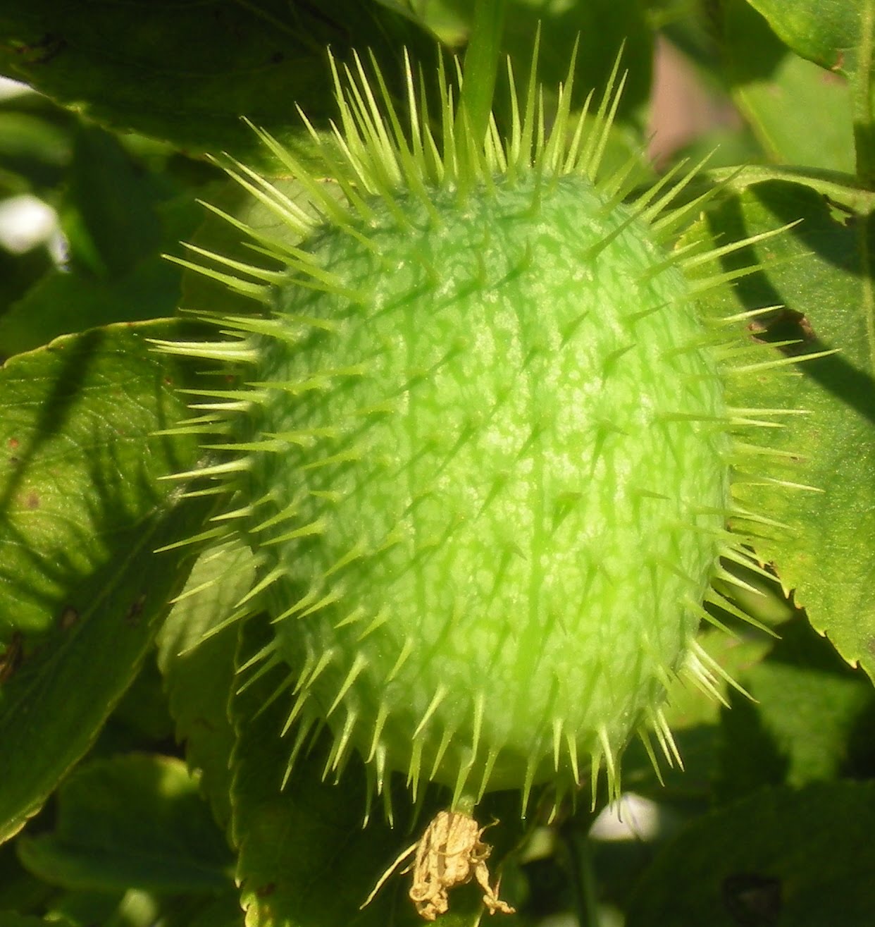 Lilac Gate: Bur Cucumber