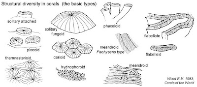 Domba Lugu: Bentuk-bentuk Koralit
