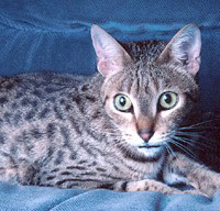 About Cats: California Spangled Cat