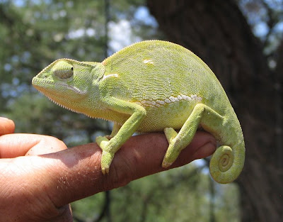 DIE WONDERWÊRELD VAN DIE NATUUR: Reptiele